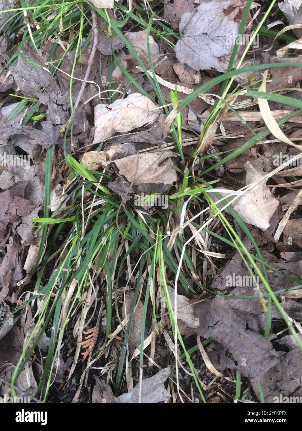 long-stalked sedge (Carex pedunculata Stock Photo - Alamy