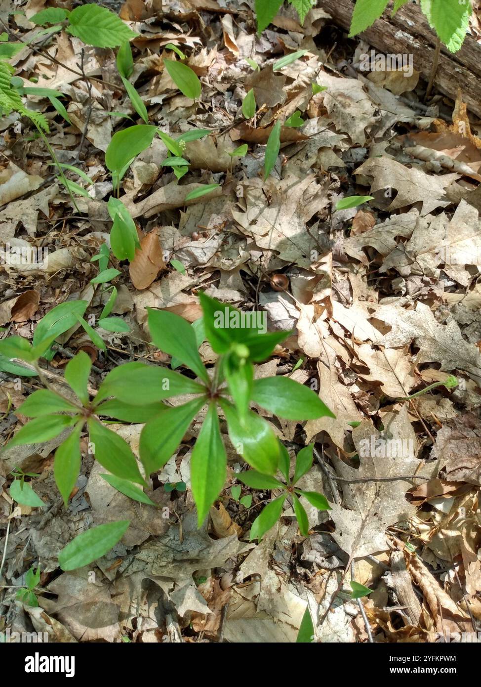Cucumber Root (Medeola virginiana Stock Photo - Alamy