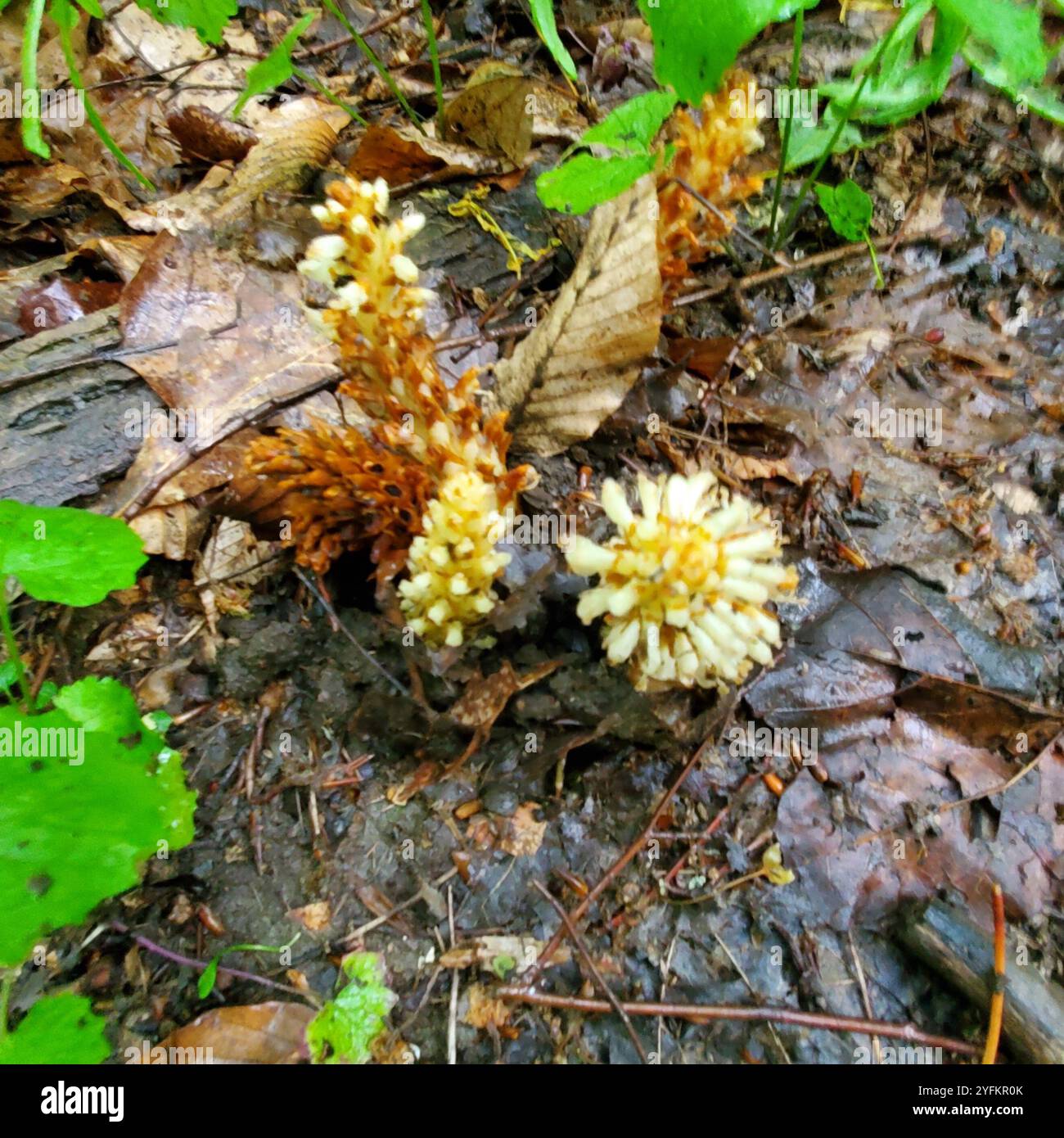 American cancer-root (Conopholis americana Stock Photo - Alamy