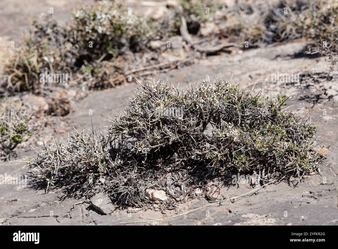 Spiny Greasebush (Glossopetalon spinescens Stock Photo - Alamy
