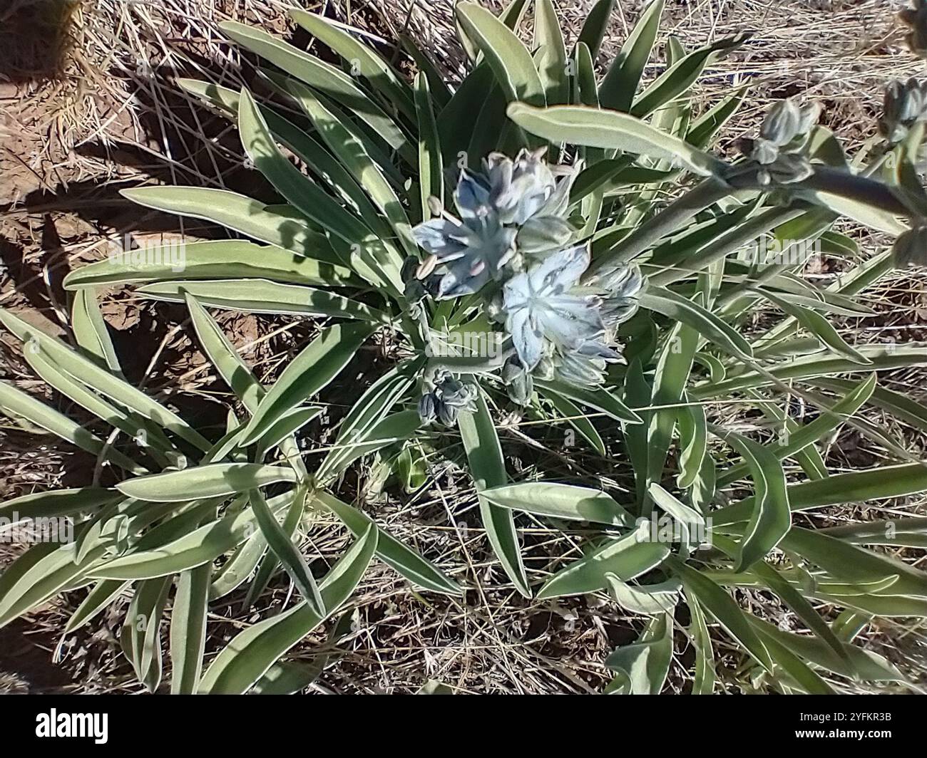 whitestem frasera (Frasera albicaulis Stock Photo - Alamy