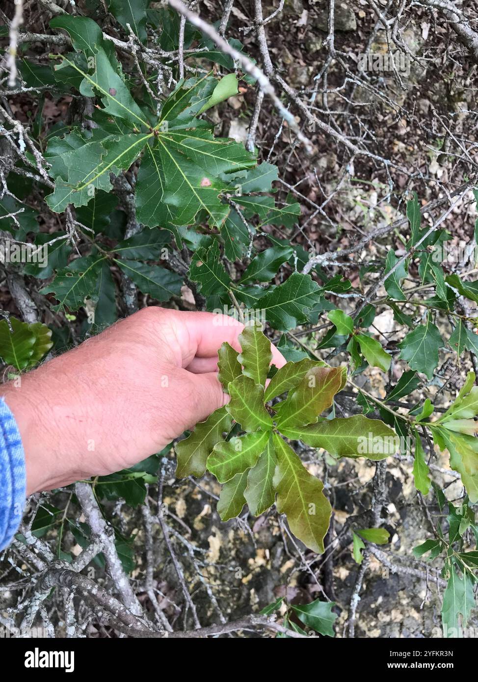 Shin oak hi-res stock photography and images - Alamy