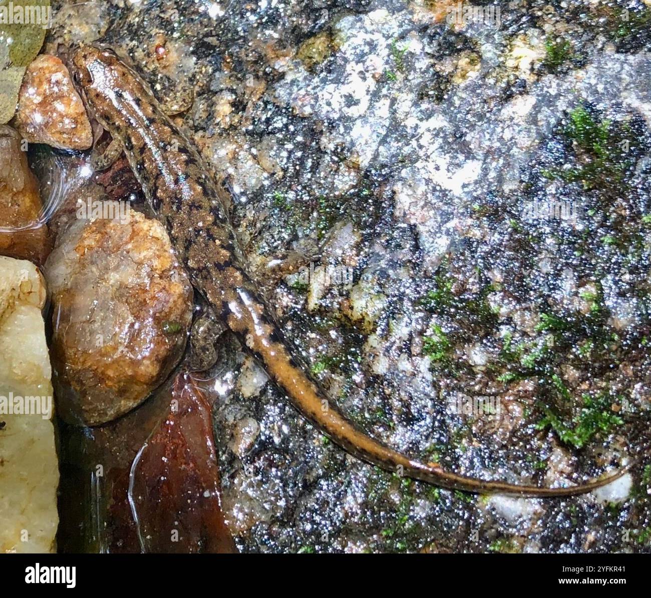 Wolf Dusky Salamander (Desmognathus lycos Stock Photo - Alamy