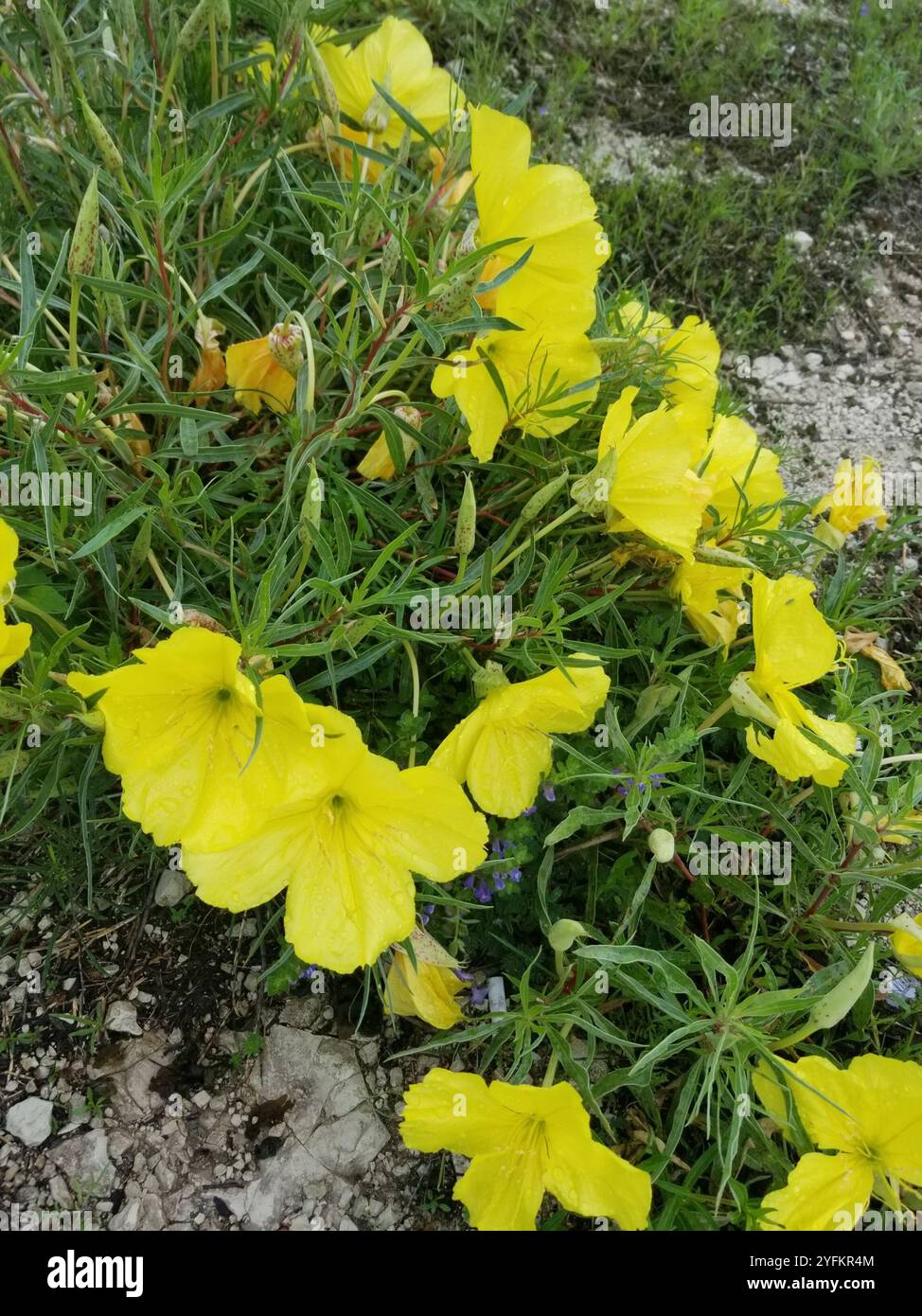bigfruit evening primrose (Oenothera macrocarpa Stock Photo - Alamy