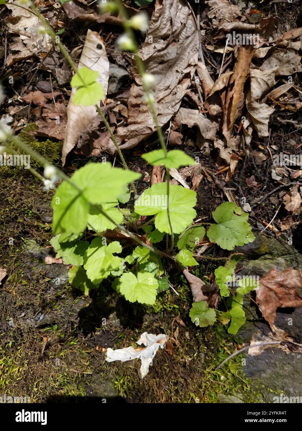 twoleaf miterwort (Mitella diphylla Stock Photo - Alamy