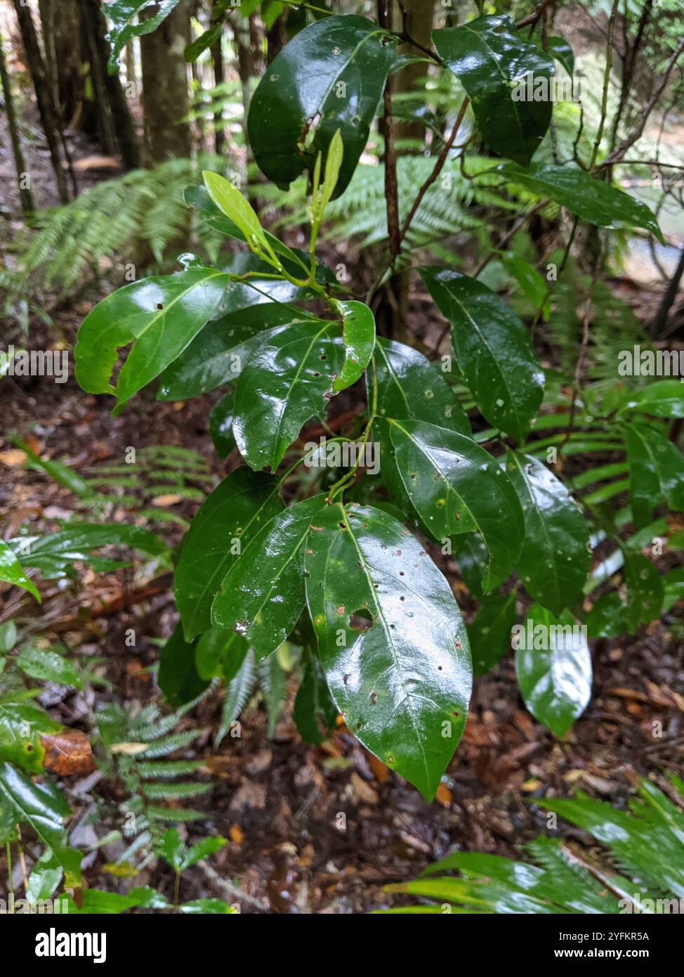 Domatia Tree (Endiandra discolor Stock Photo - Alamy