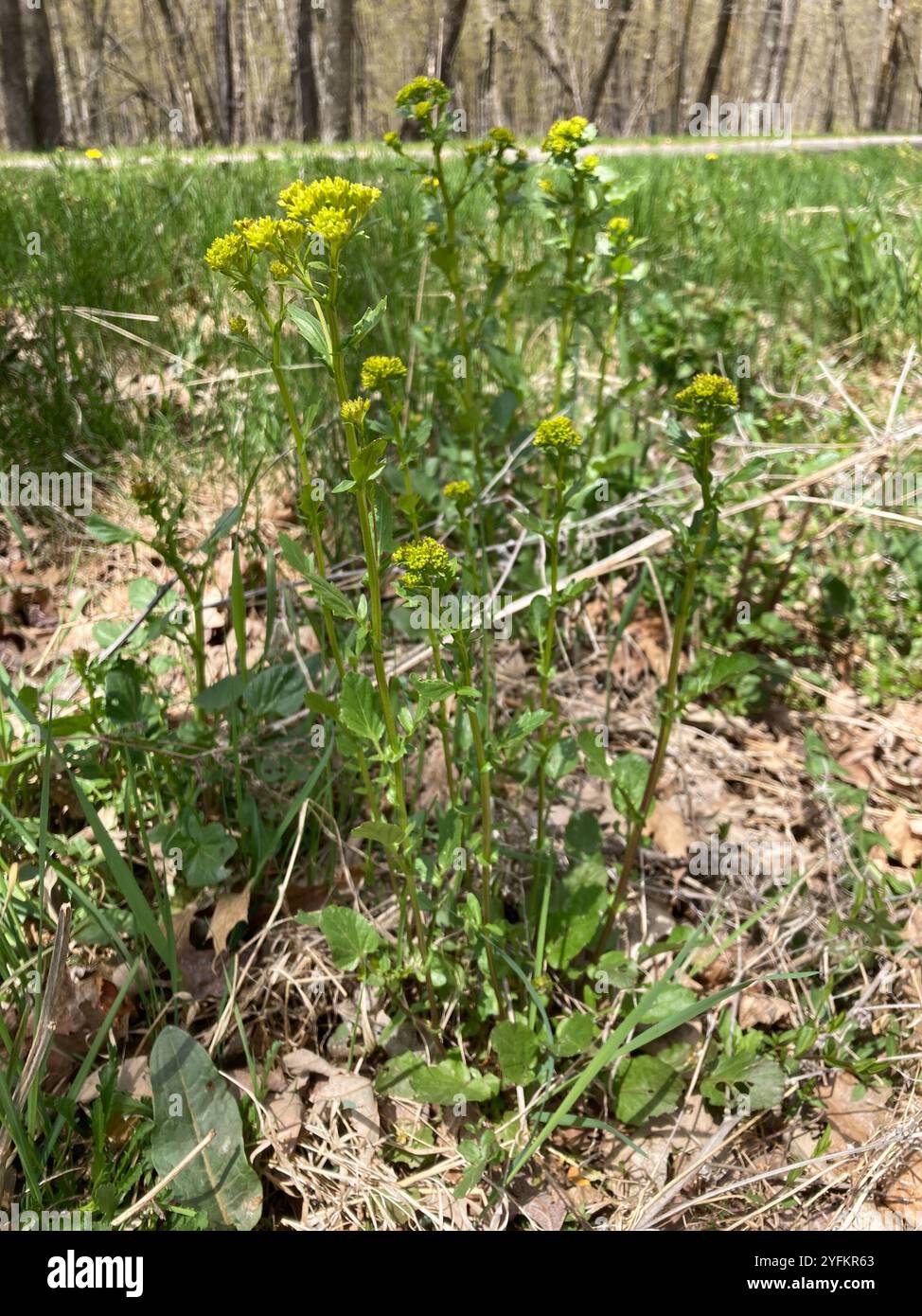 bitter wintercress (Barbarea vulgaris Stock Photo - Alamy