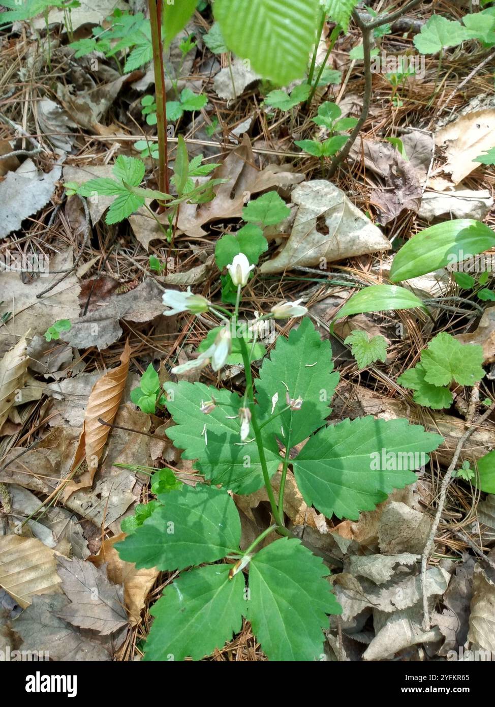 Two-leaved Toothwort (Cardamine diphylla Stock Photo - Alamy