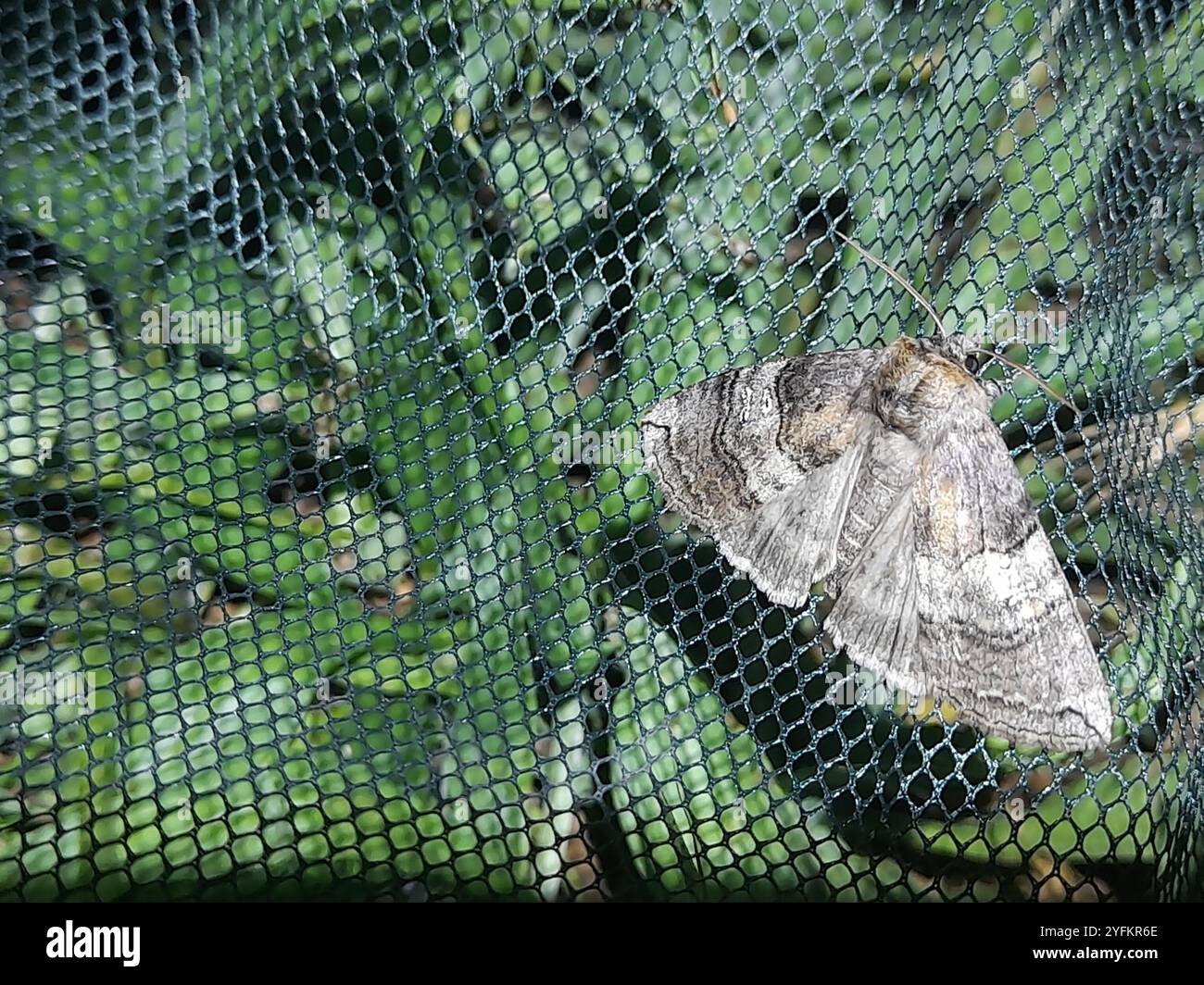 Figure of Eighty (Tethea ocularis Stock Photo - Alamy