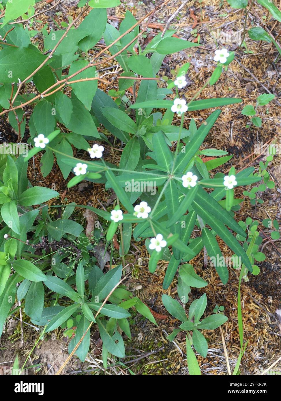 False Flowering Spurge (Euphorbia pubentissima Stock Photo - Alamy
