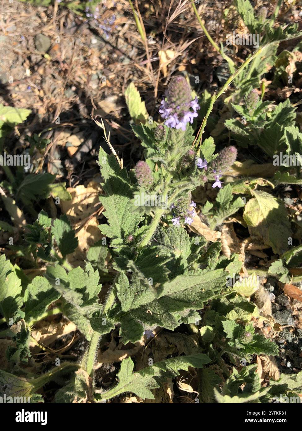 western vervain (Verbena lasiostachys Stock Photo - Alamy