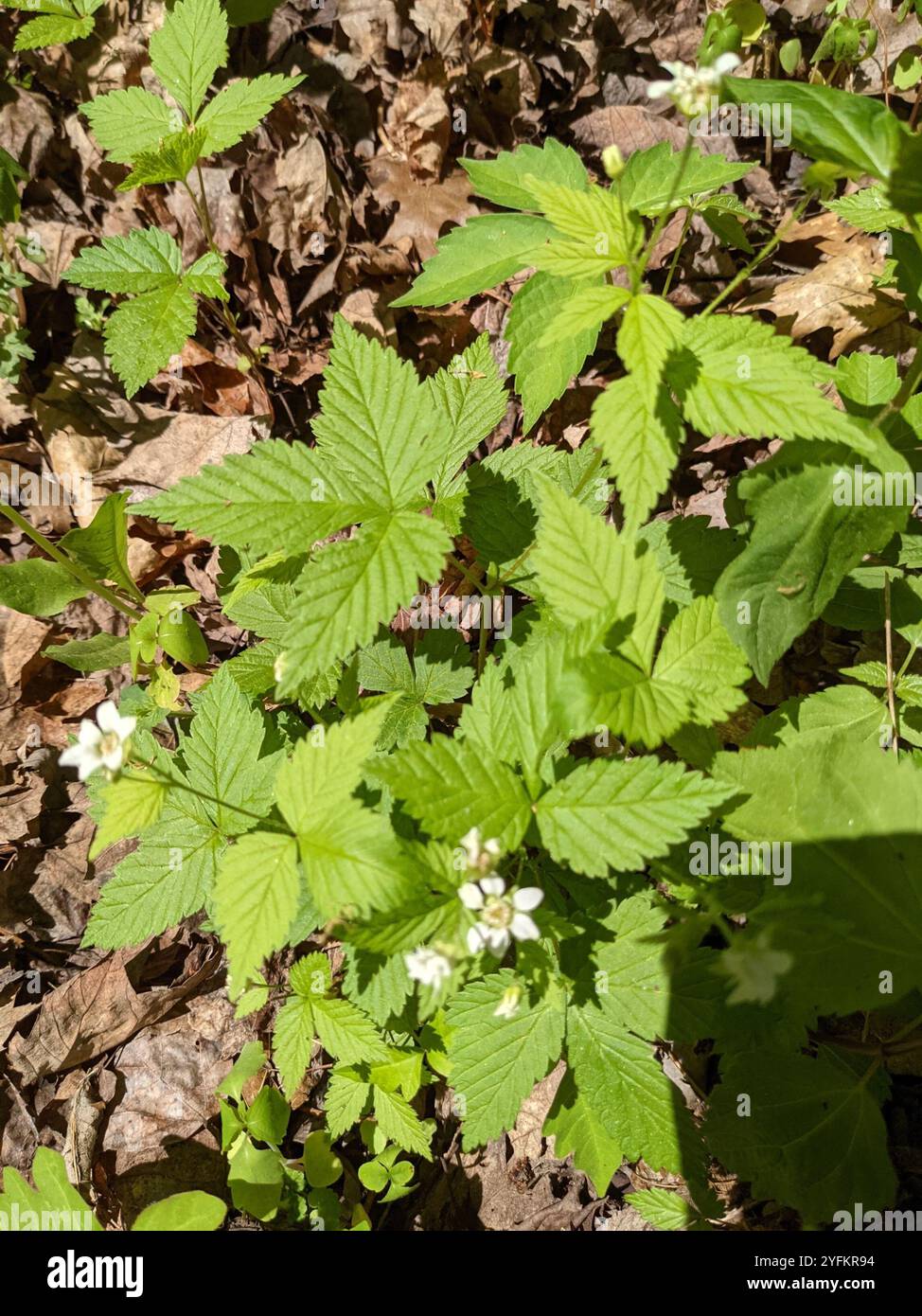 dwarf raspberry (Rubus pubescens Stock Photo - Alamy