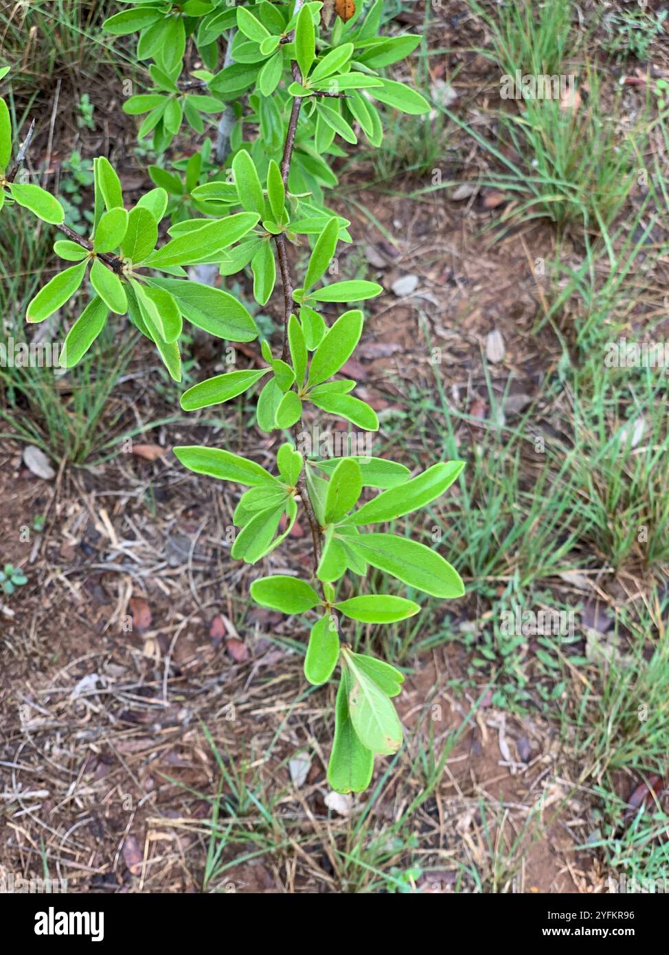 Bumelia hi-res stock photography and images - Alamy
