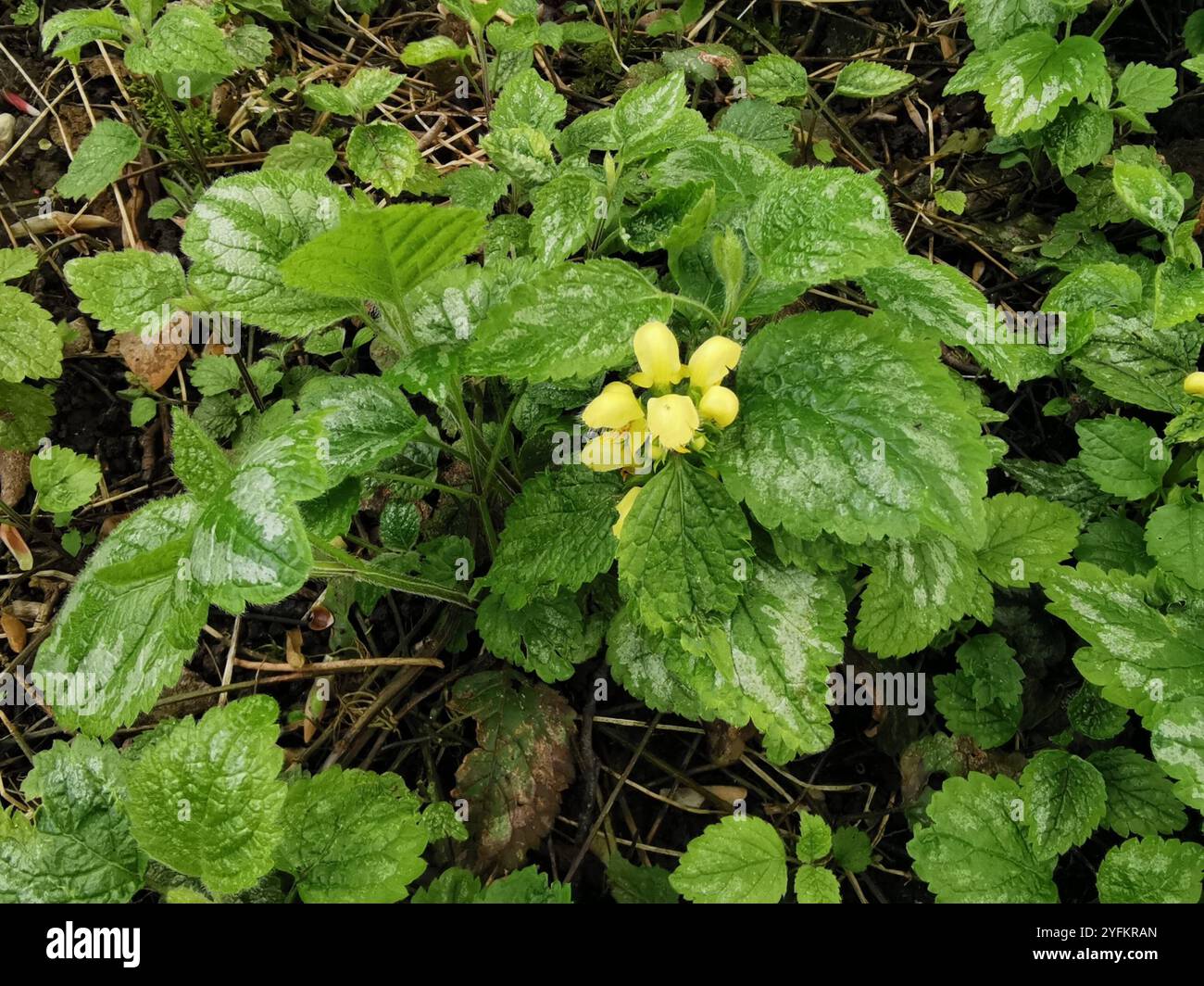 Variegated Yellow Archangel (Lamium galeobdolon argentatum Stock Photo ...