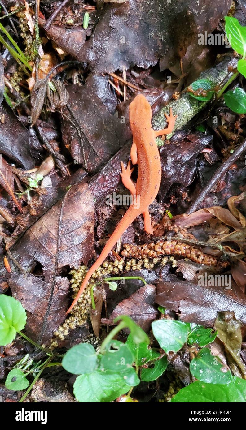 Eastern Newt (Notophthalmus viridescens Stock Photo - Alamy