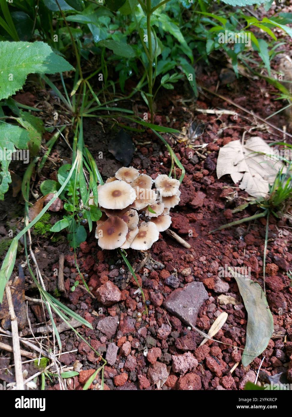 Candolleomyces hi-res stock photography and images - Alamy