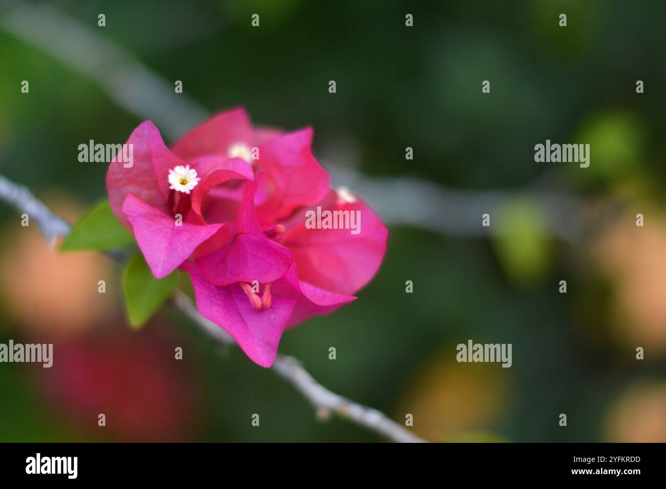 Closeup shot bougainvillea spectabilis hi-res stock photography and ...