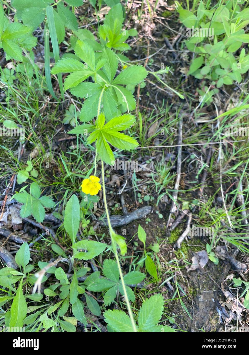 common cinquefoil (Potentilla simplex Stock Photo - Alamy