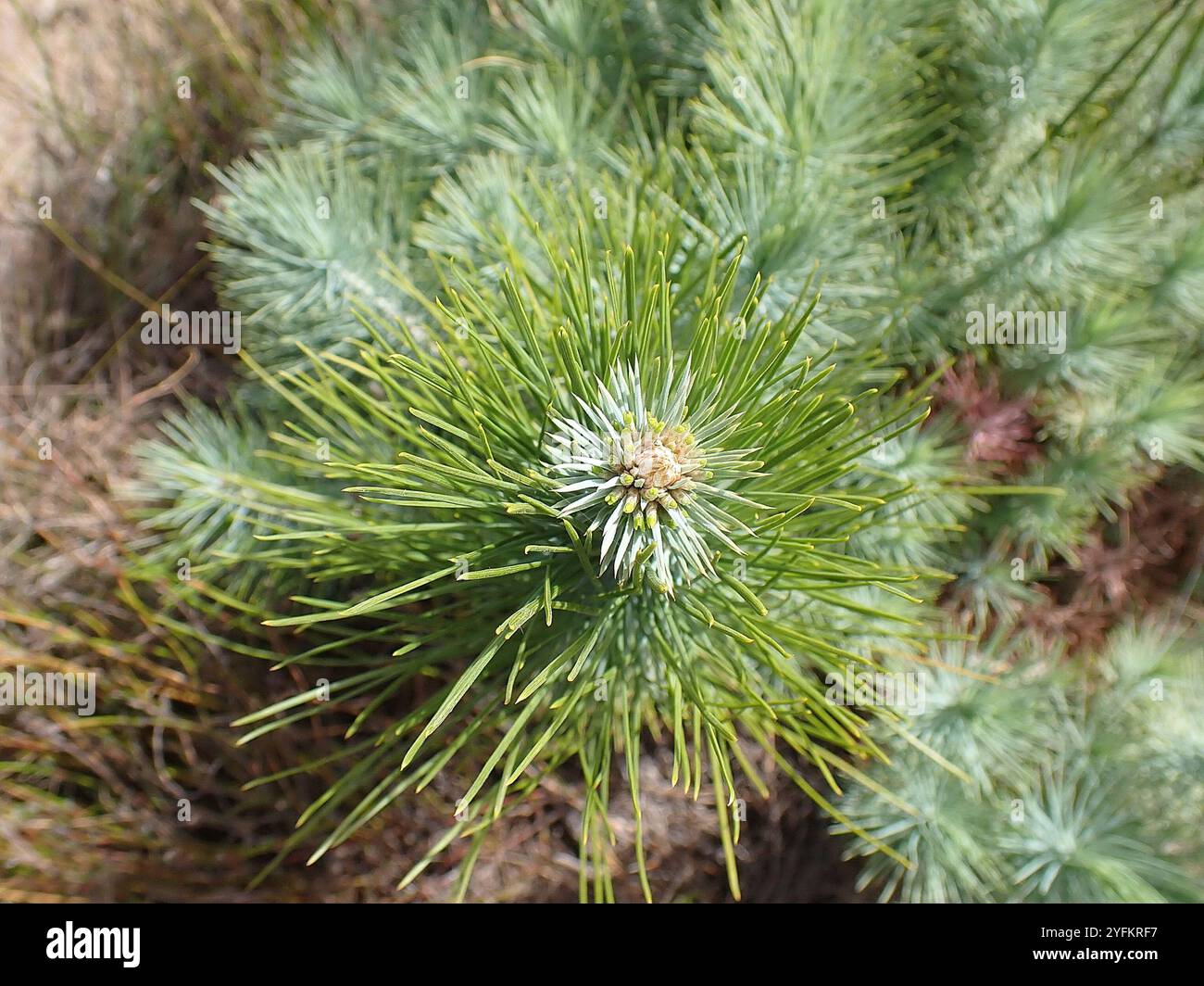Canary Island pine (Pinus canariensis Stock Photo - Alamy