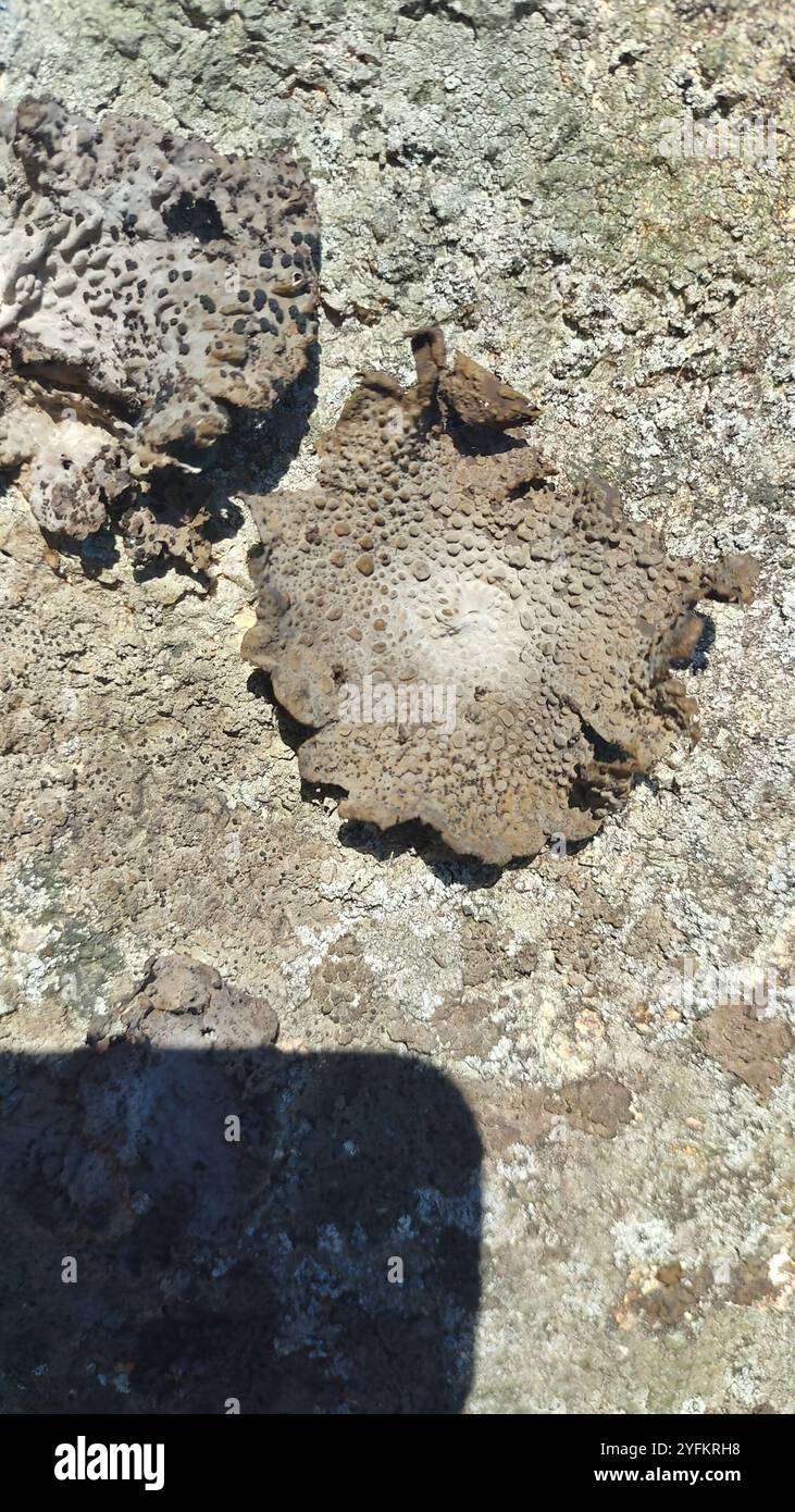 Common Toadskin Lichen (Lasallia papulosa Stock Photo - Alamy