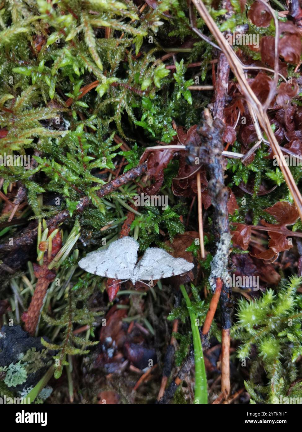 Grey birch moth hi-res stock photography and images - Alamy