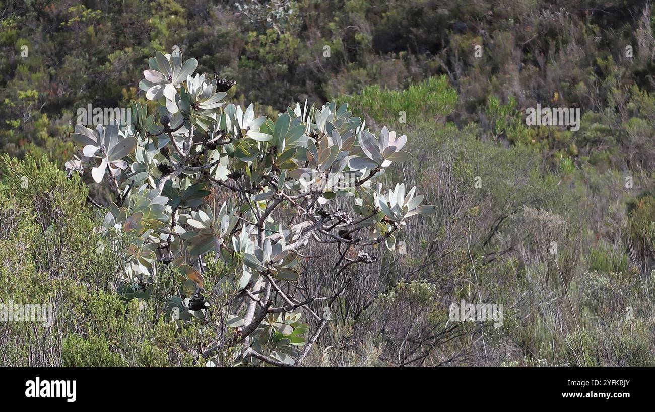 Wagon Tree (Protea nitida Stock Photo - Alamy