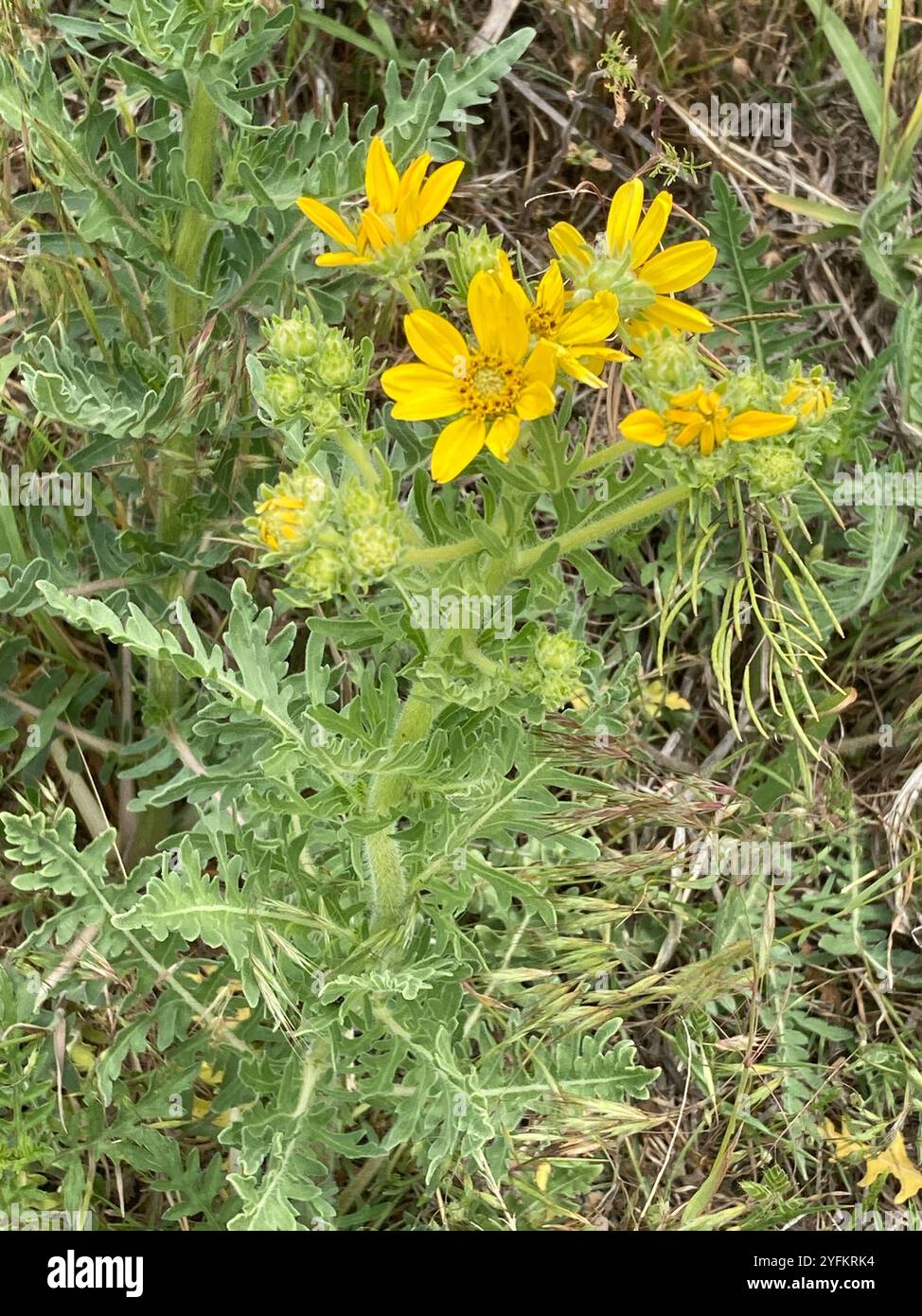 Engelmann daisy hi-res stock photography and images - Alamy