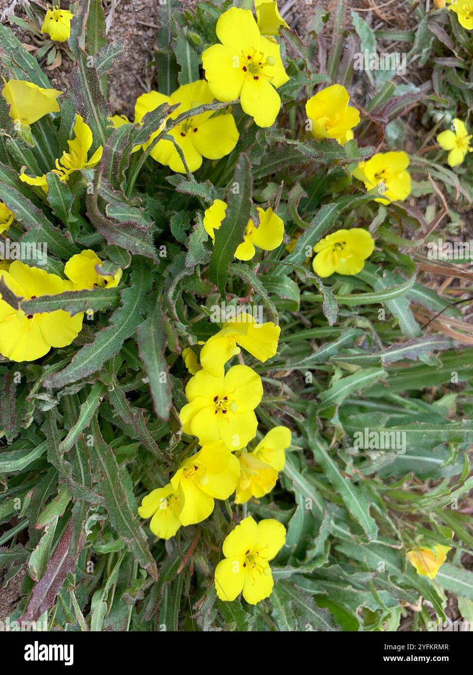 California sun cup (Camissoniopsis bistorta Stock Photo - Alamy