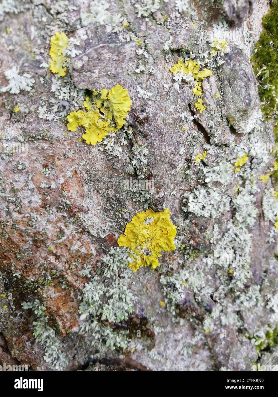 Common Sunburst Lichen (Xanthoria parietina Stock Photo - Alamy