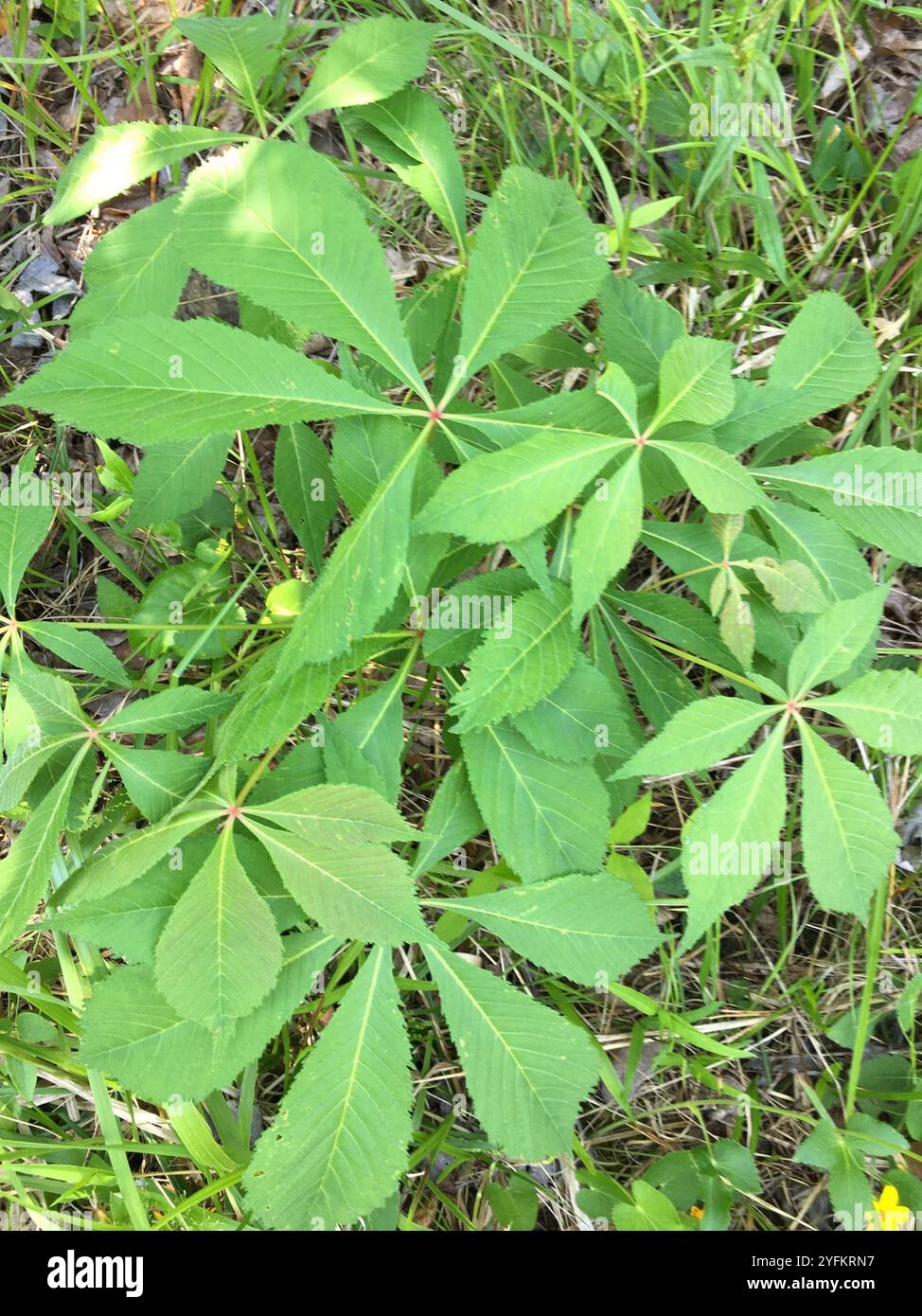 painted buckeye (Aesculus sylvatica Stock Photo - Alamy