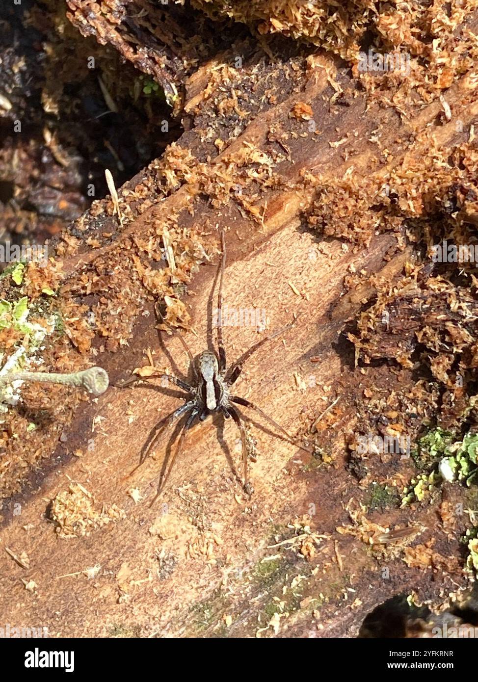 Thin-legged Wolf Spiders (Pardosa Stock Photo - Alamy
