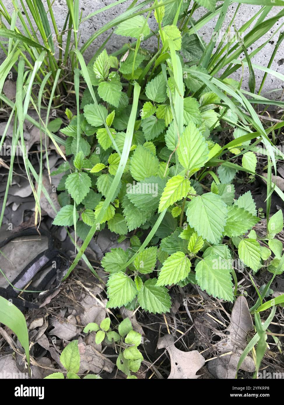 Pyramid Flower (Melochia pyramidata Stock Photo - Alamy