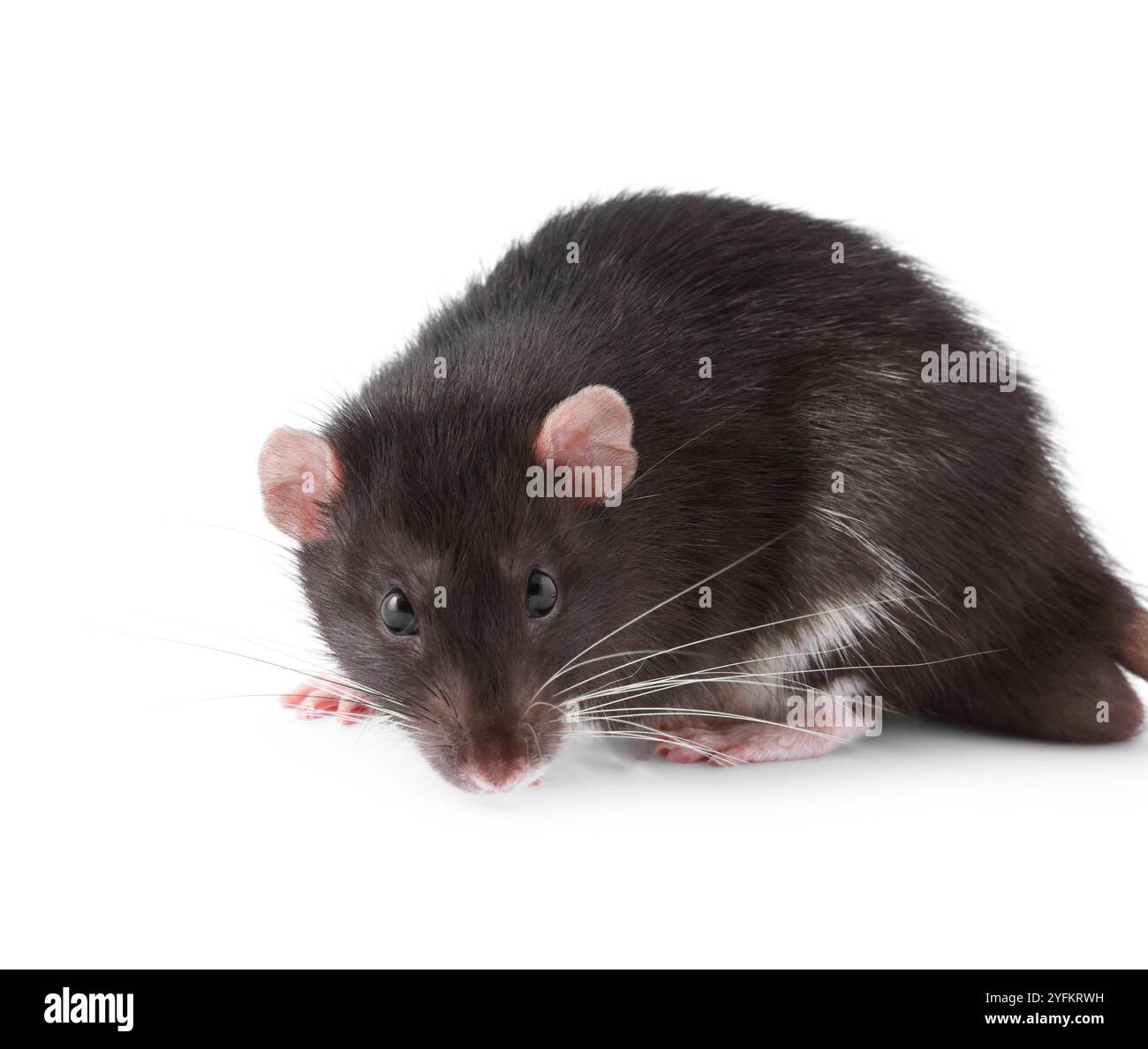 One rat on white background. Cute rodent Stock Photo - Alamy