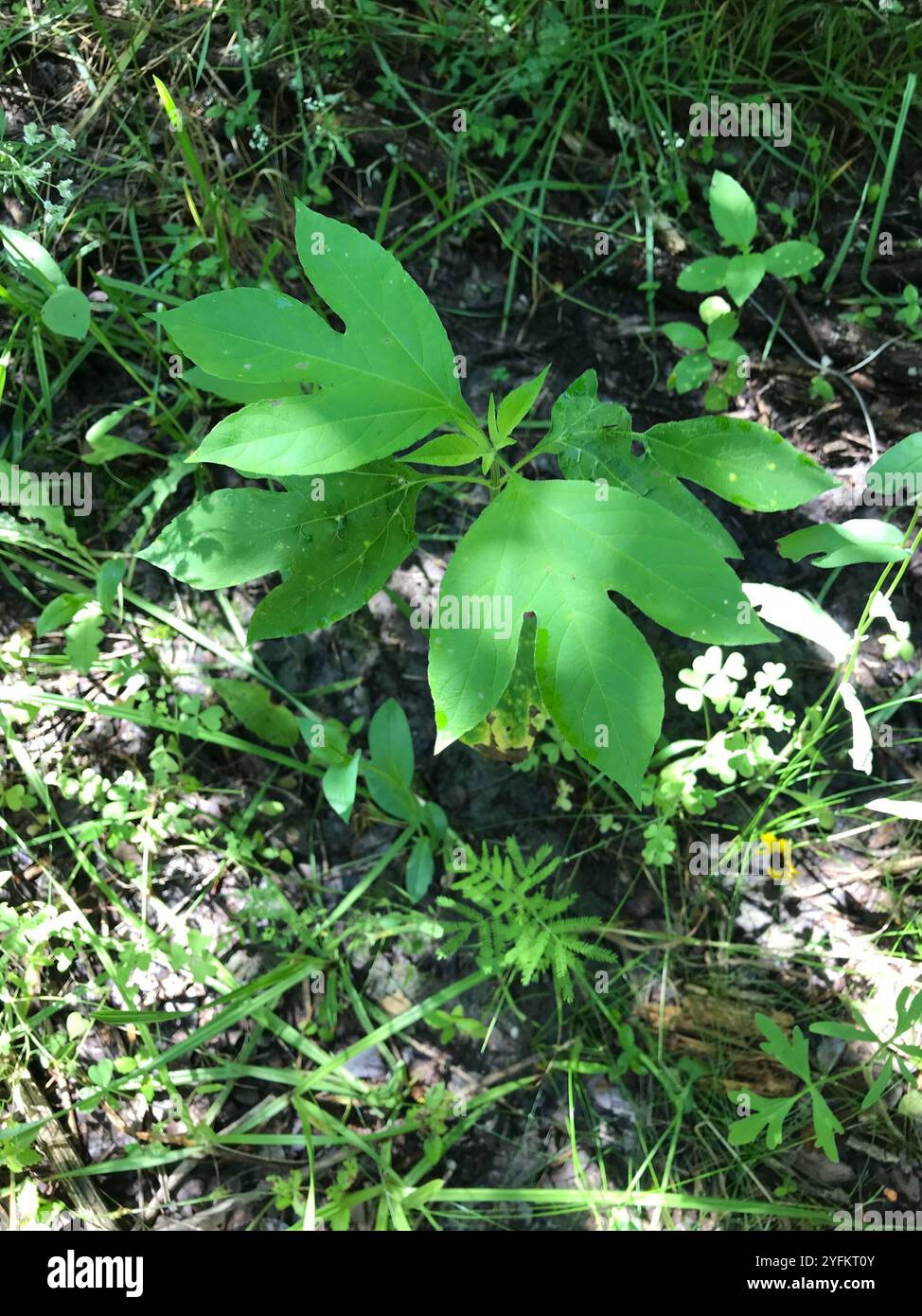 giant ragweed (Ambrosia trifida Stock Photo - Alamy