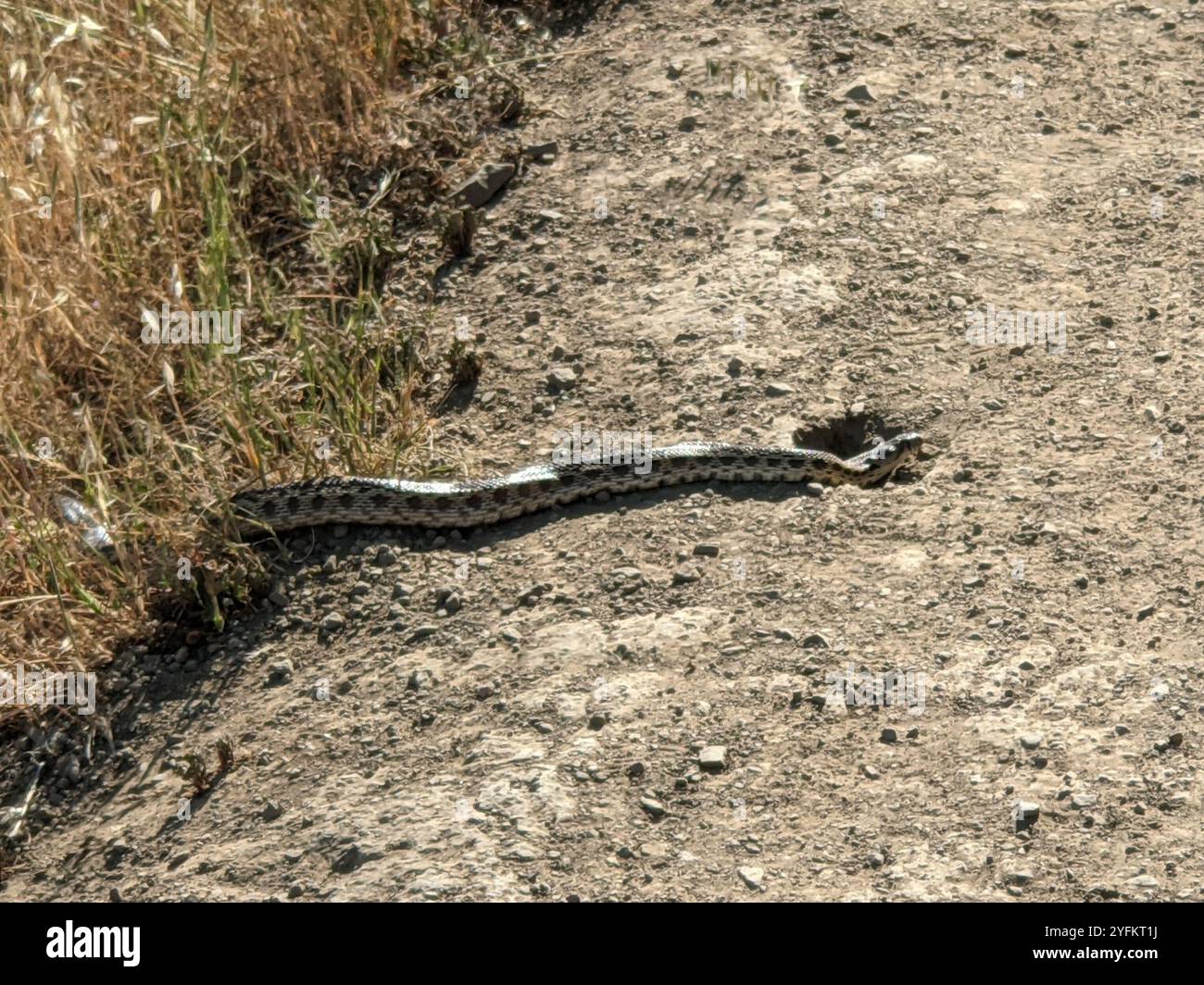 Pacific Gopher Snake (Pituophis catenifer catenifer Stock Photo - Alamy