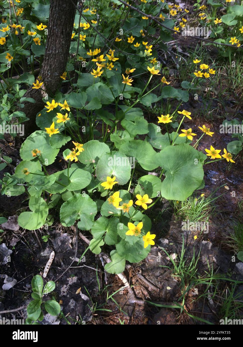marsh marigold (Caltha palustris Stock Photo - Alamy