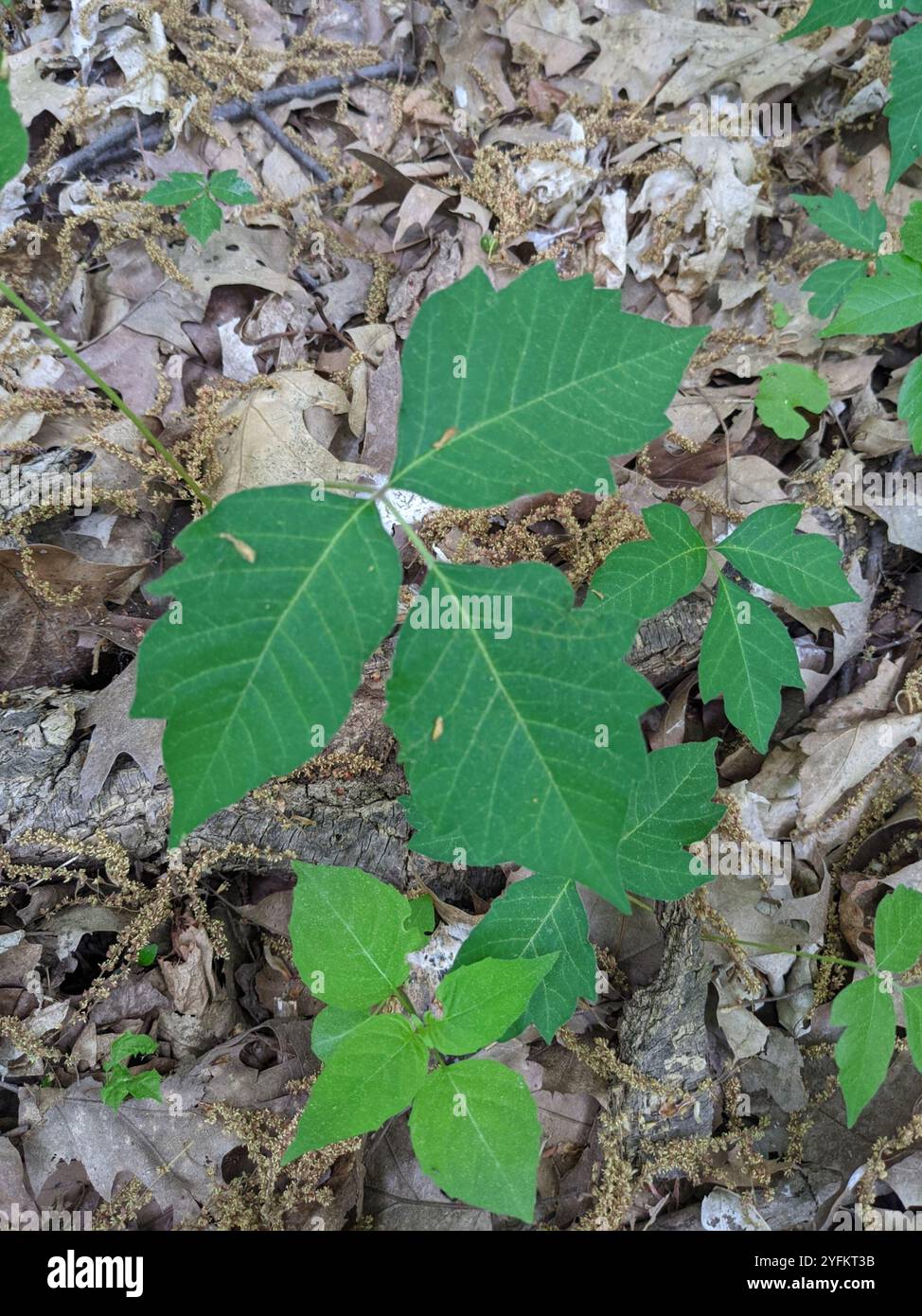 poison ivies and oaks (Toxicodendron Stock Photo - Alamy