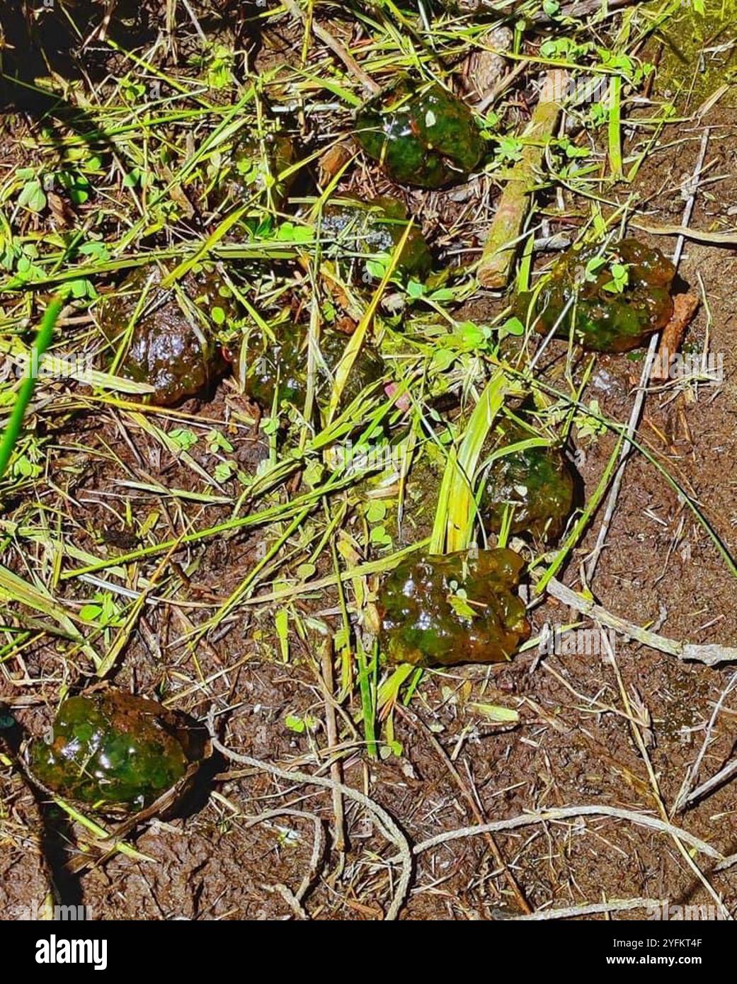 Salamander Algae (Oophila amblystomatis Stock Photo - Alamy