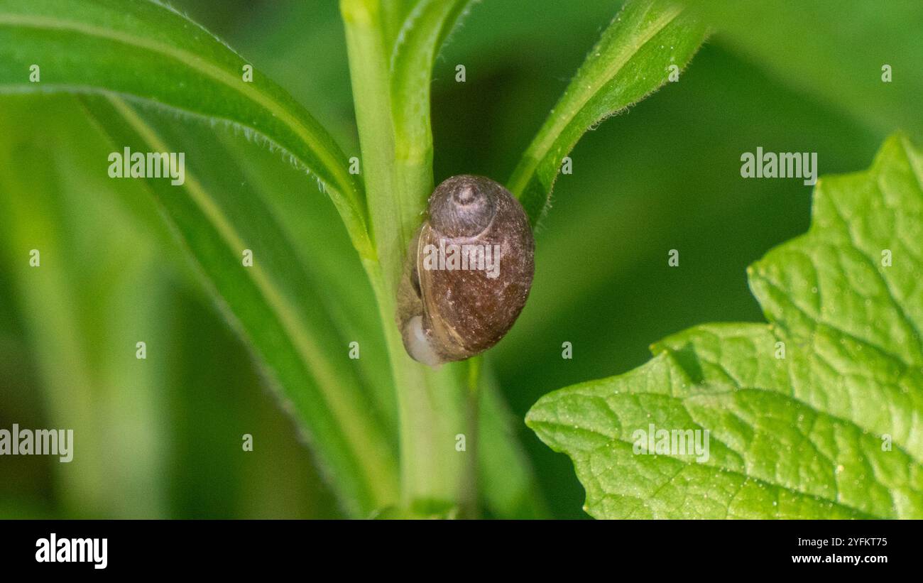 Succineidae hi-res stock photography and images - Alamy