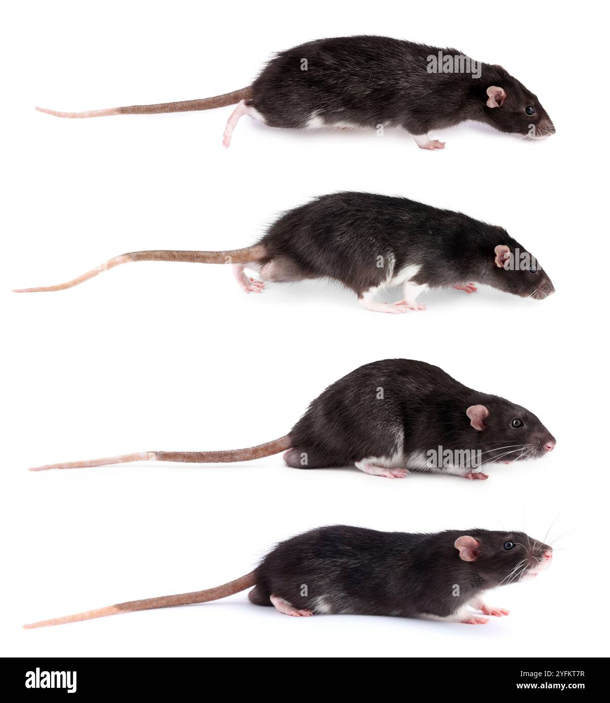 Fluffy rat isolated on white, collage. Rodent Stock Photo - Alamy