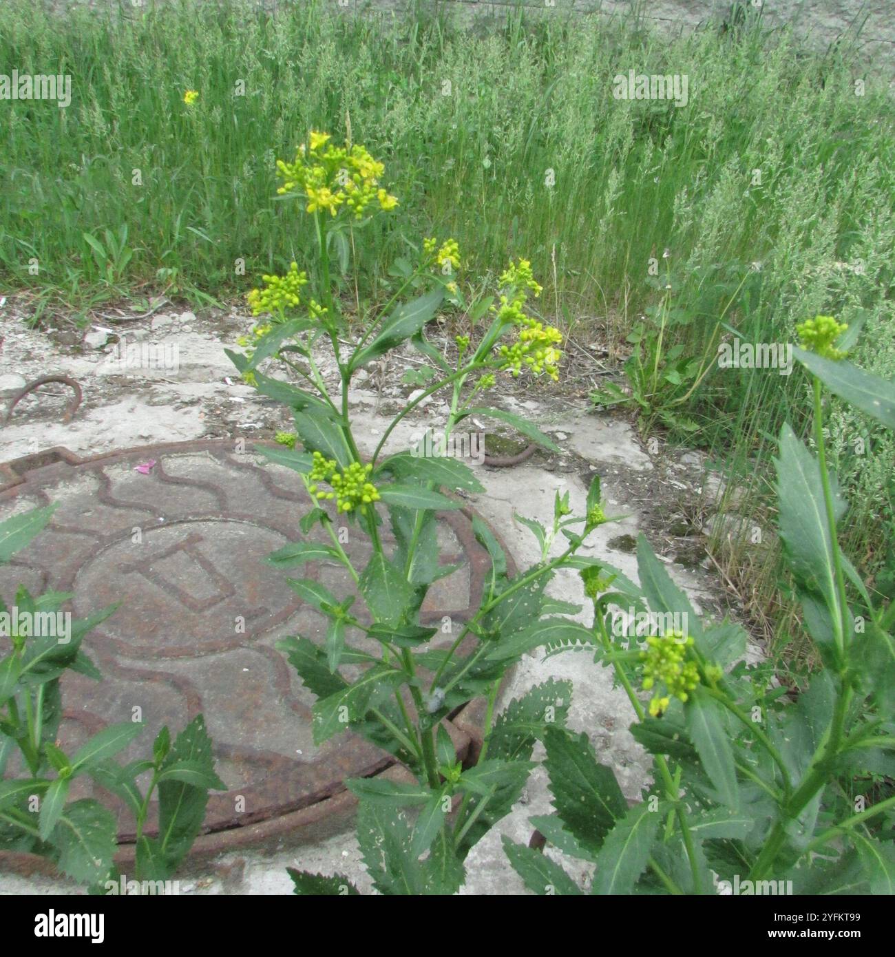 austrian field-cress (Rorippa austriaca Stock Photo - Alamy