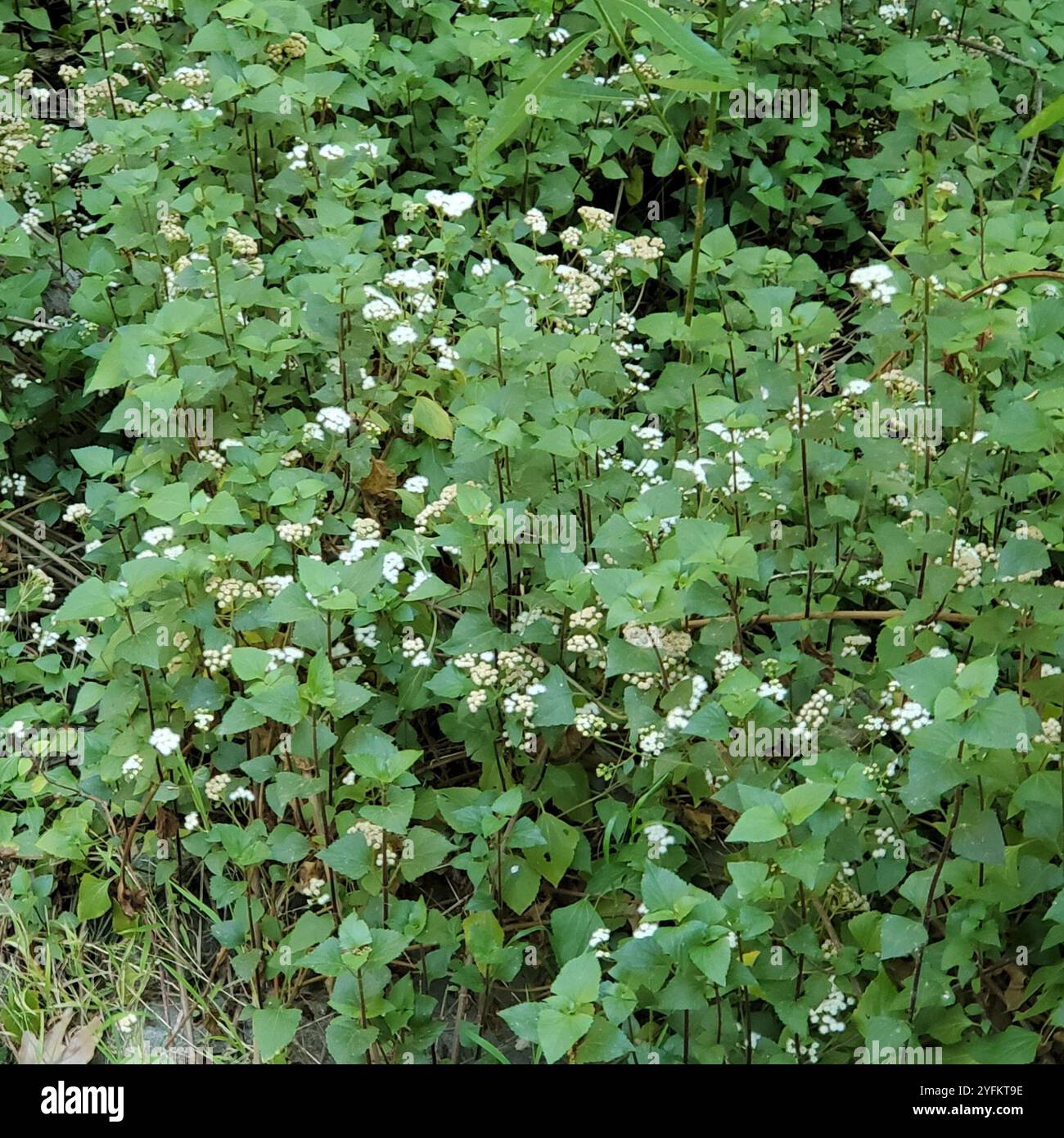 Crofton Weed (Ageratina adenophora Stock Photo - Alamy