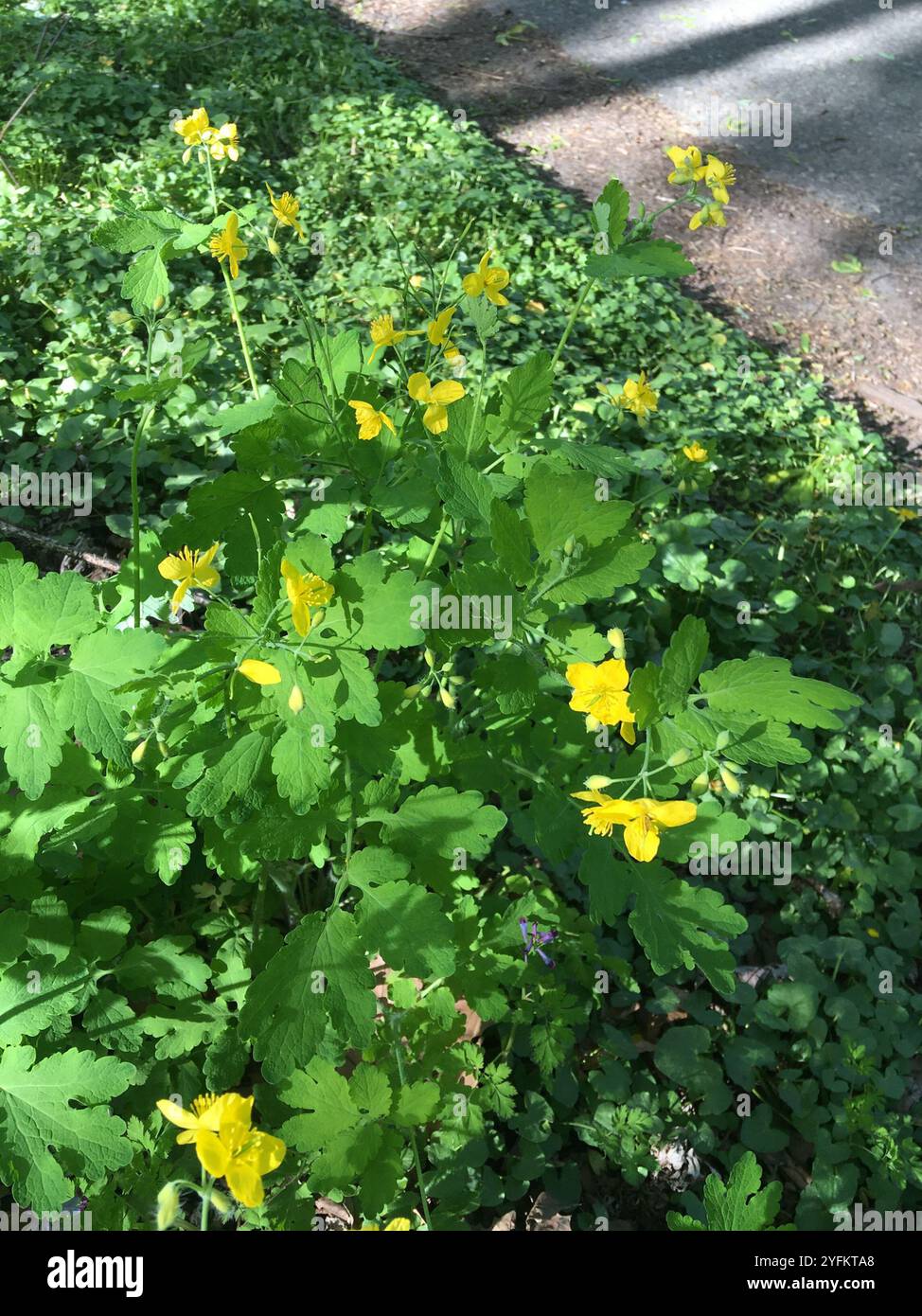 Greater celandine (Chelidonium majus Stock Photo - Alamy