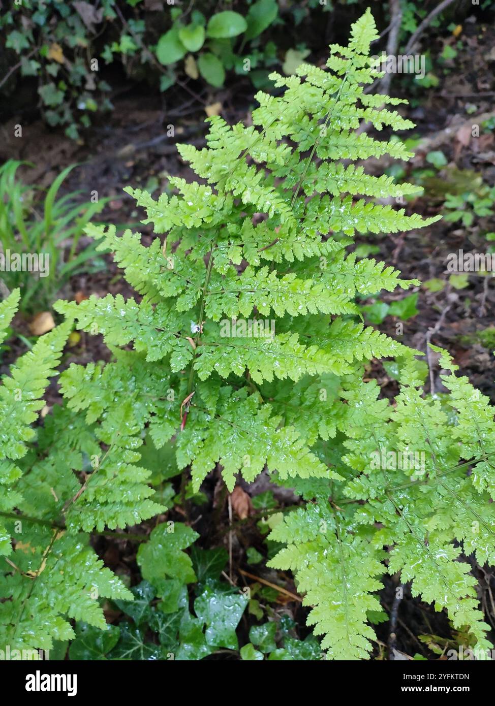 broad buckler-fern (Dryopteris dilatata Stock Photo - Alamy