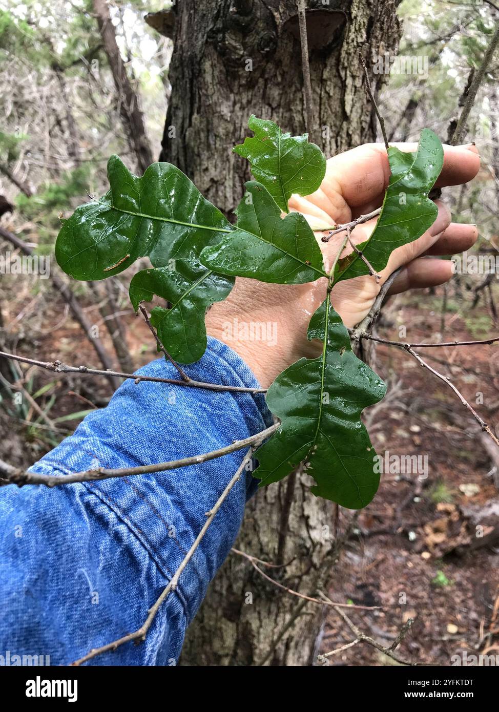 White Shin Oak (Quercus sinuata breviloba Stock Photo - Alamy