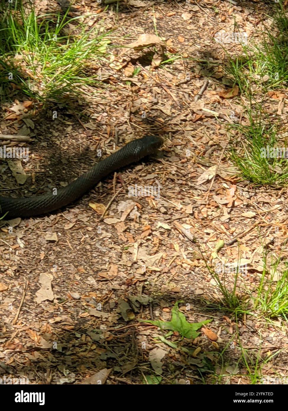 Northern Black Racer (Coluber constrictor constrictor Stock Photo - Alamy
