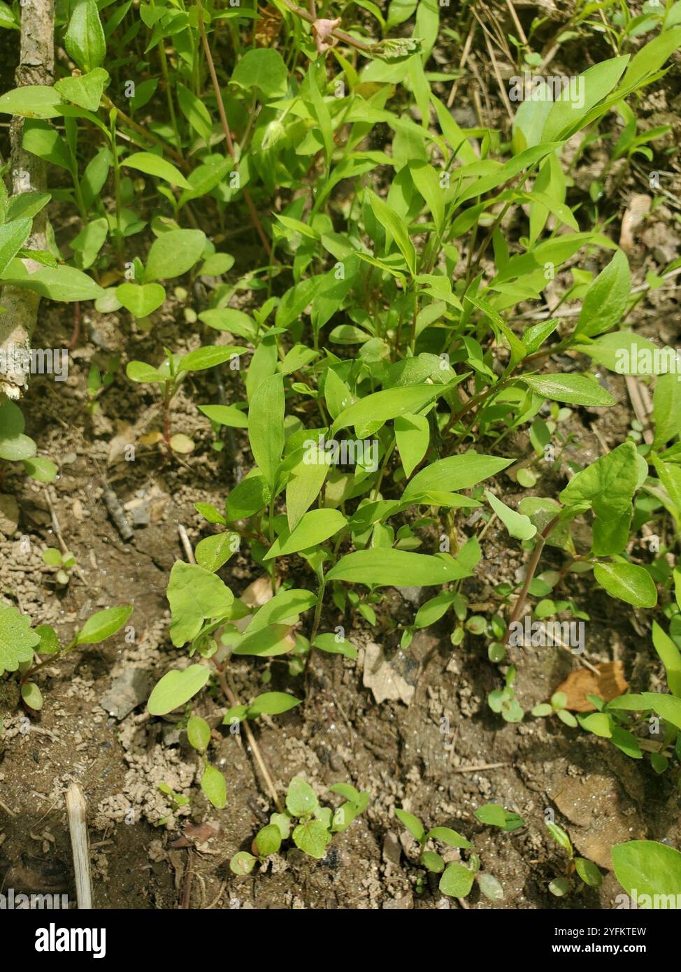 Japanese stiltgrass (Microstegium vimineum Stock Photo - Alamy