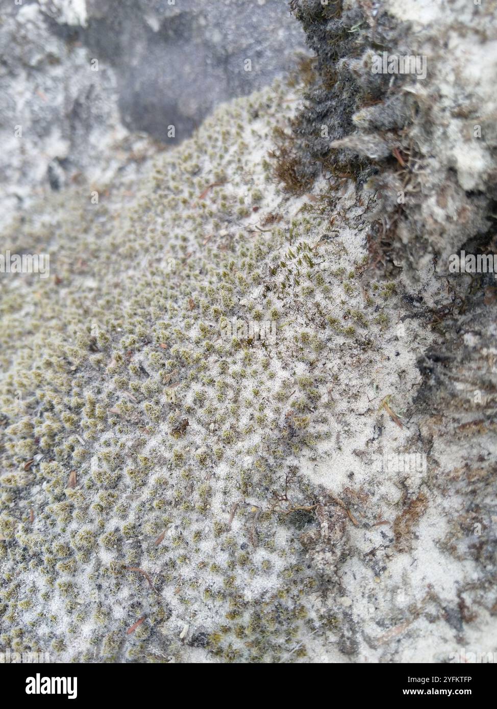 Woolly Fringe-moss (Racomitrium lanuginosum Stock Photo - Alamy