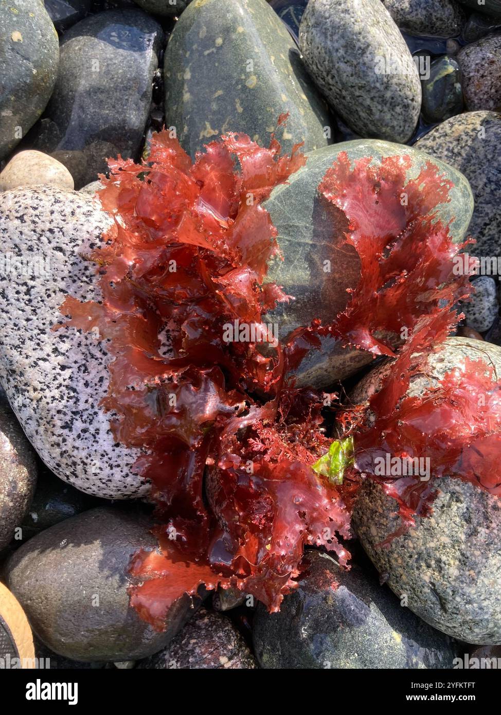 Grape Tongue (Cryptopleura ruprechtiana Stock Photo - Alamy