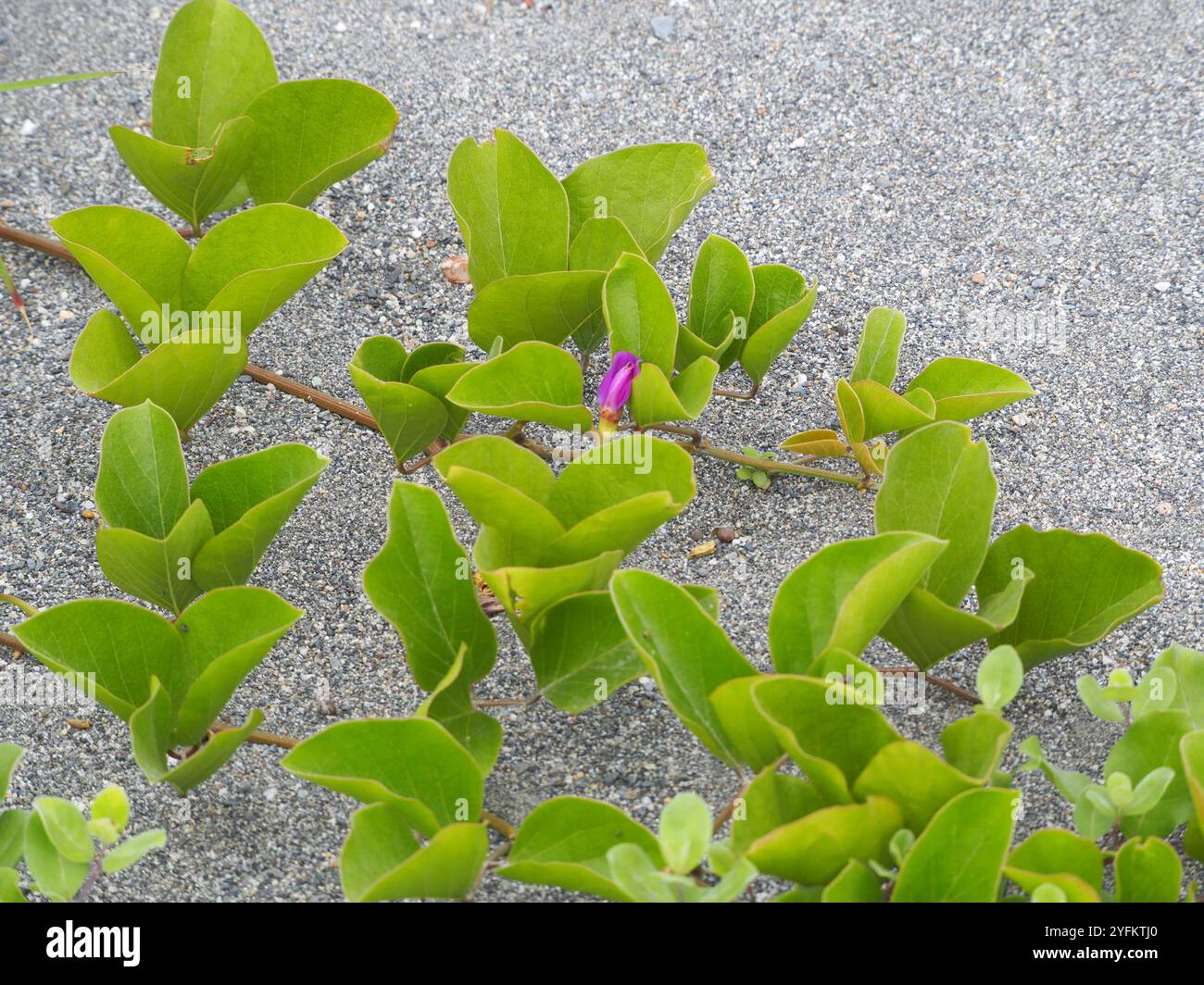 Beach Bean (Canavalia rosea Stock Photo - Alamy